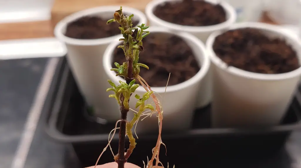 How to Grow Thyme From Cuttings? - GardenProfy