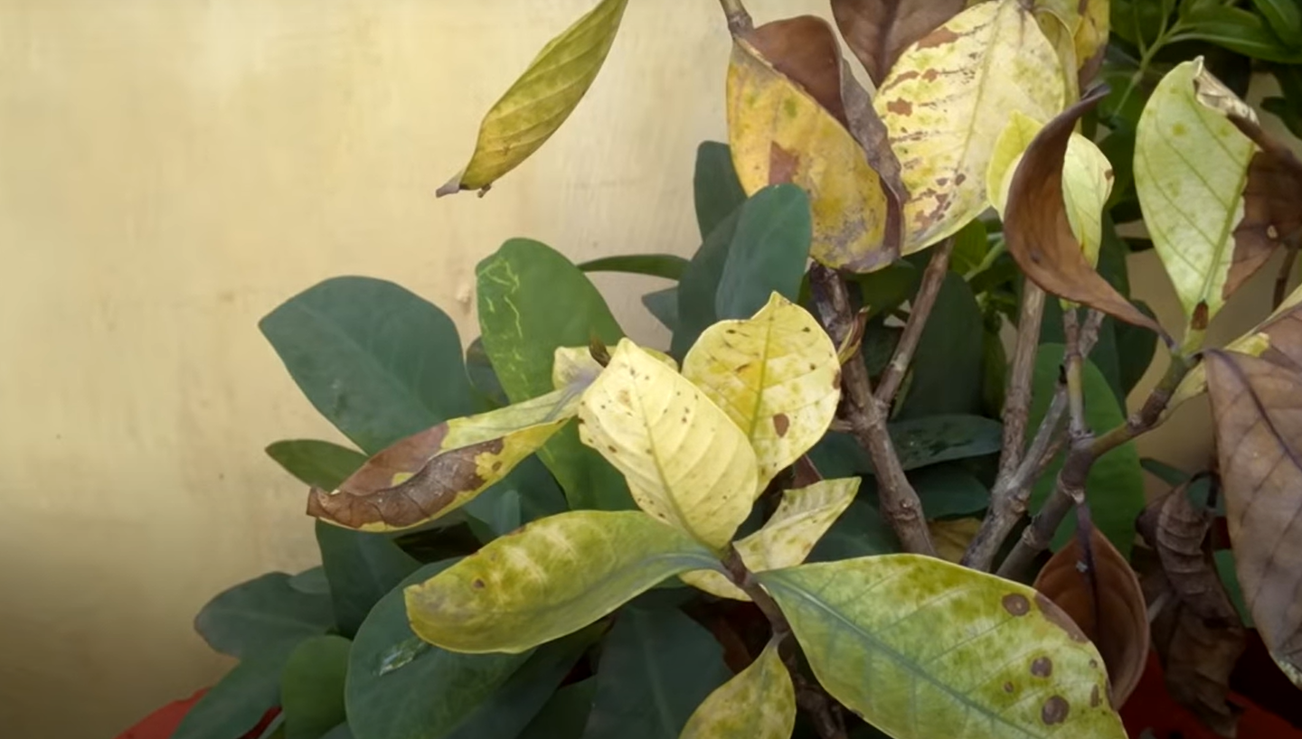 How to Revive a Dying Gardenia? - GardenProfy