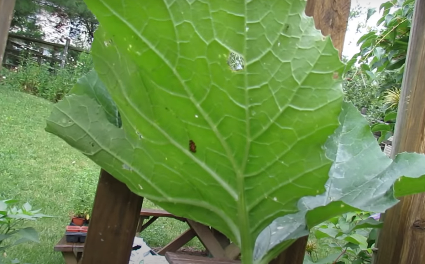 Insect Eggs That Look Like Seeds: How to Get Rid of Them? - GardenProfy