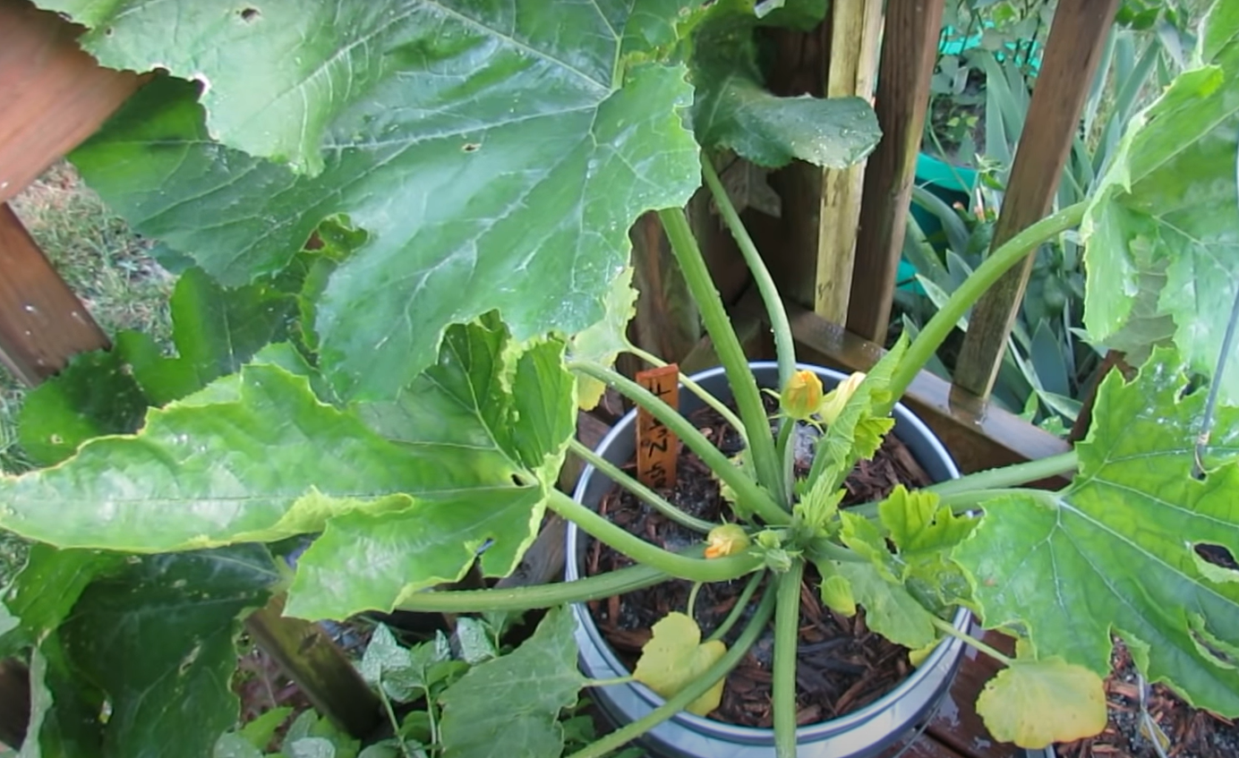 Insect Eggs That Look Like Seeds: How to Get Rid of Them? - GardenProfy