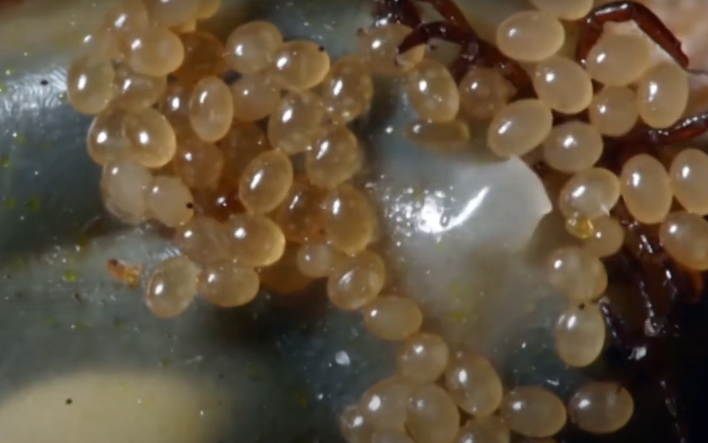Insect Eggs That Look Like Seeds: How to Get Rid of Them? - GardenProfy