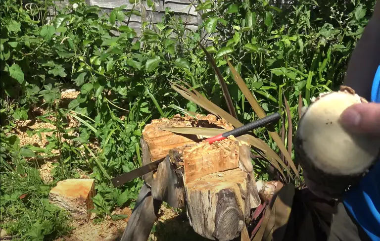 Is Palm Tree Wood Good for Anything? - GardenProfy