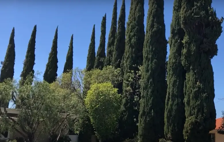 Italian Cypress Landscaping Ideas - GardenProfy