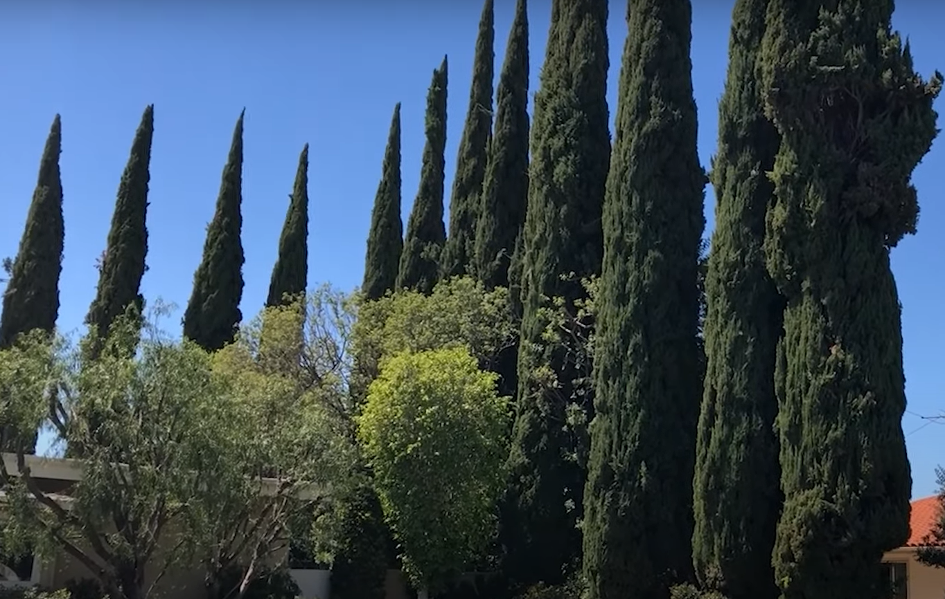 Italian Cypress Landscaping Ideas - GardenProfy