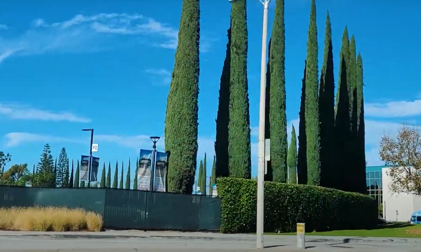 Italian Cypress Landscaping Ideas - GardenProfy