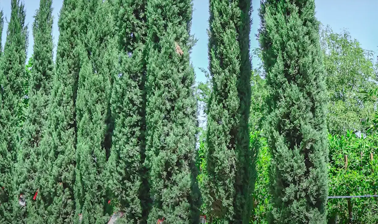 Italian Cypress Landscaping Ideas - GardenProfy