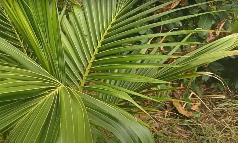Palmetto Tree vs. Palm Tree: What’s the Difference? - GardenProfy