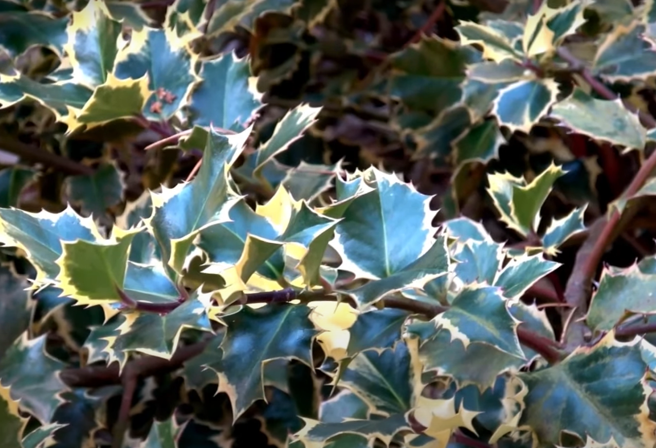 Property Line Landscaping Ideas - GardenProfy