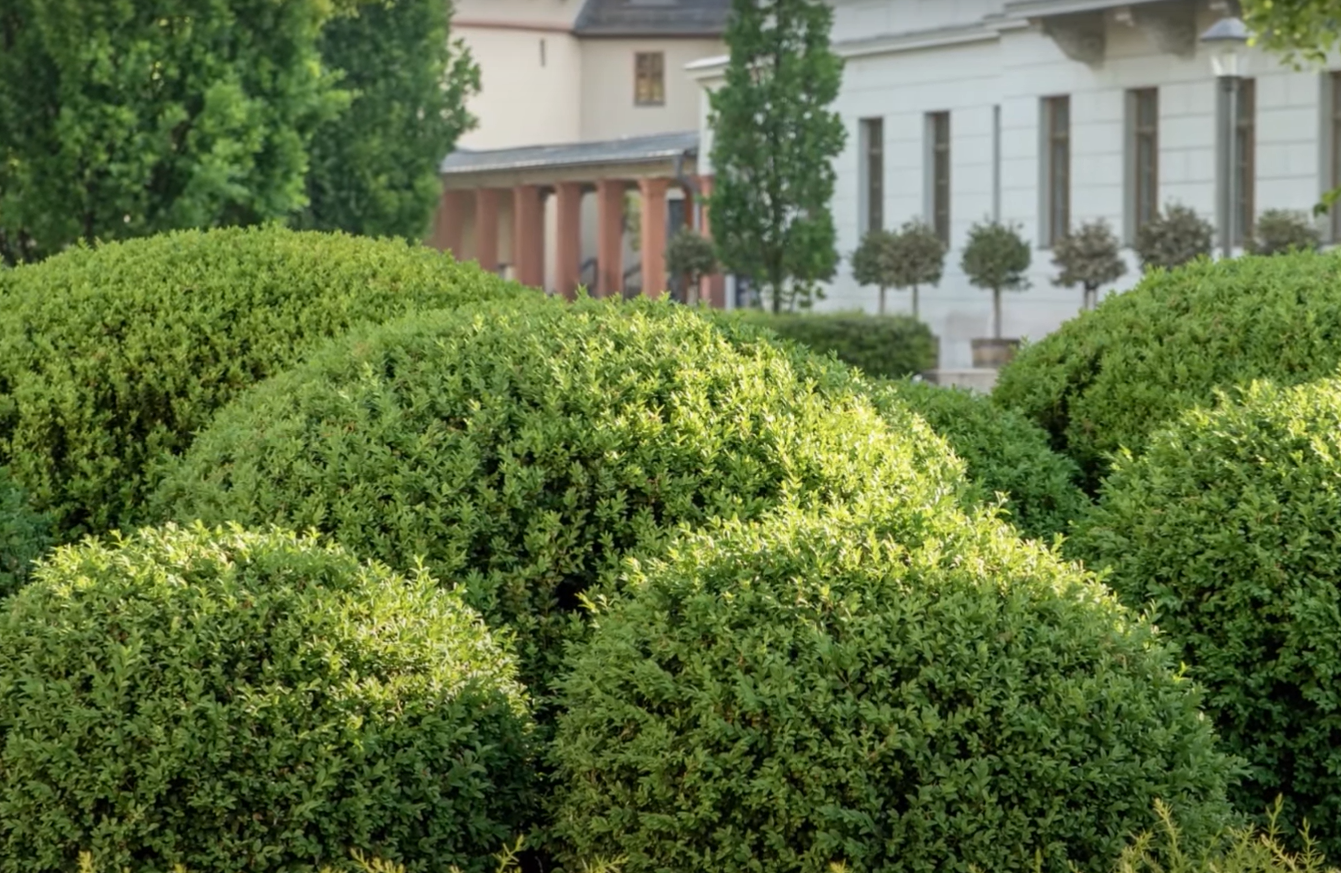 Property Line Landscaping Ideas - GardenProfy