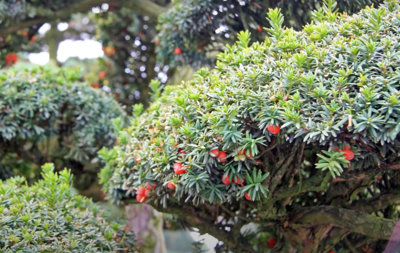 Property Line Landscaping Ideas - GardenProfy