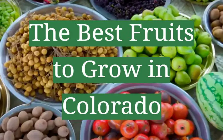 The Best Fruits to Grow in Colorado - GardenProfy