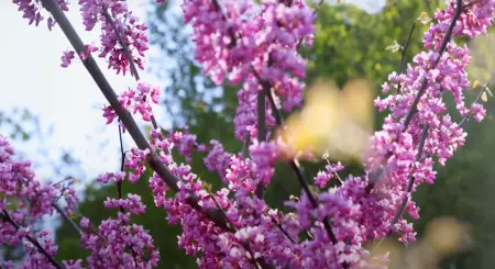 The Best Small Trees With Non Invasive Roots - GardenProfy