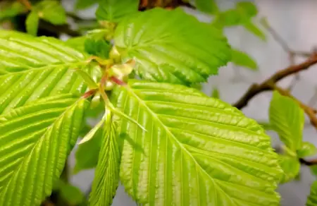 The Best Small Trees With Non Invasive Roots - GardenProfy