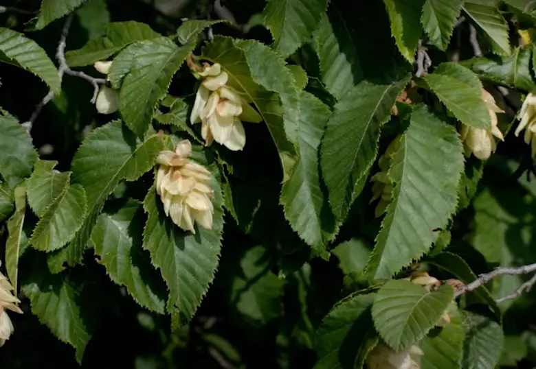 The Best Small Trees With Non Invasive Roots - GardenProfy