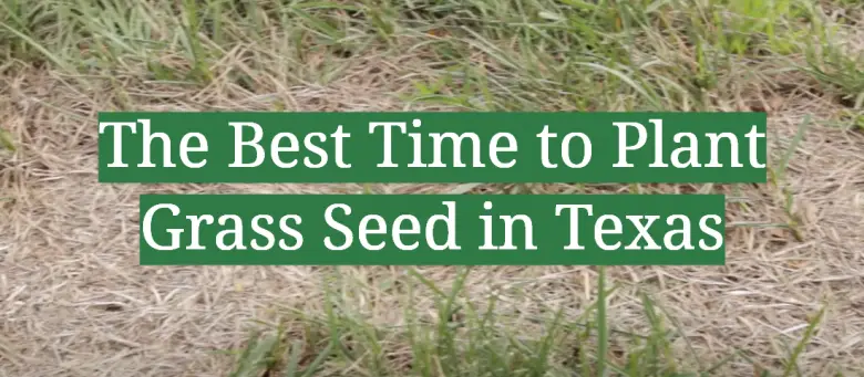 The Best Time to Plant Grass Seed in Texas - GardenProfy