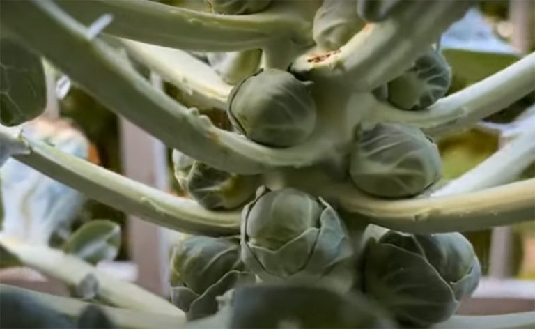 The Best Vegetables to Grow in Colorado - GardenProfy