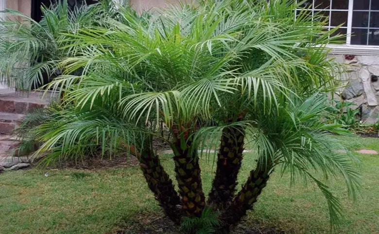 The Most Expensive Palm Trees - GardenProfy