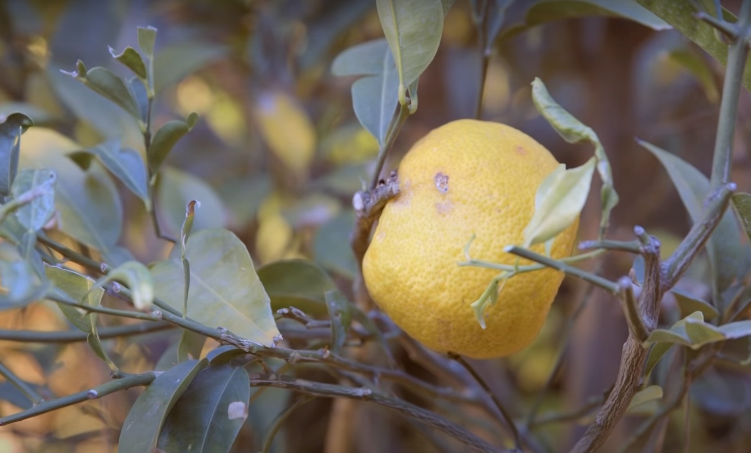 Types of Lime Trees - GardenProfy