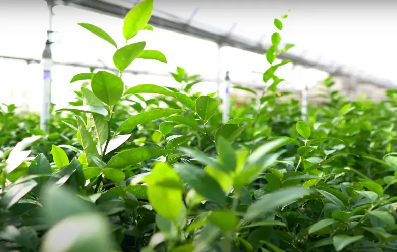 Types of Lime Trees - GardenProfy