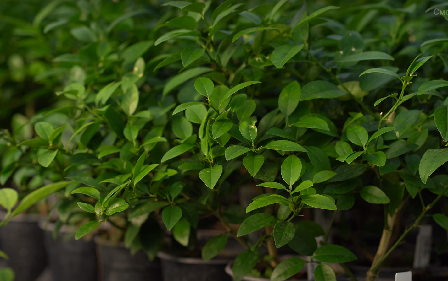 Types of Lime Trees - GardenProfy