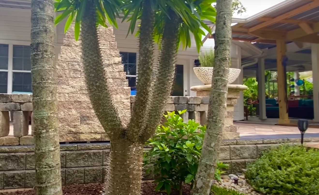 South Florida Landscaping Ideas - GardenProfy