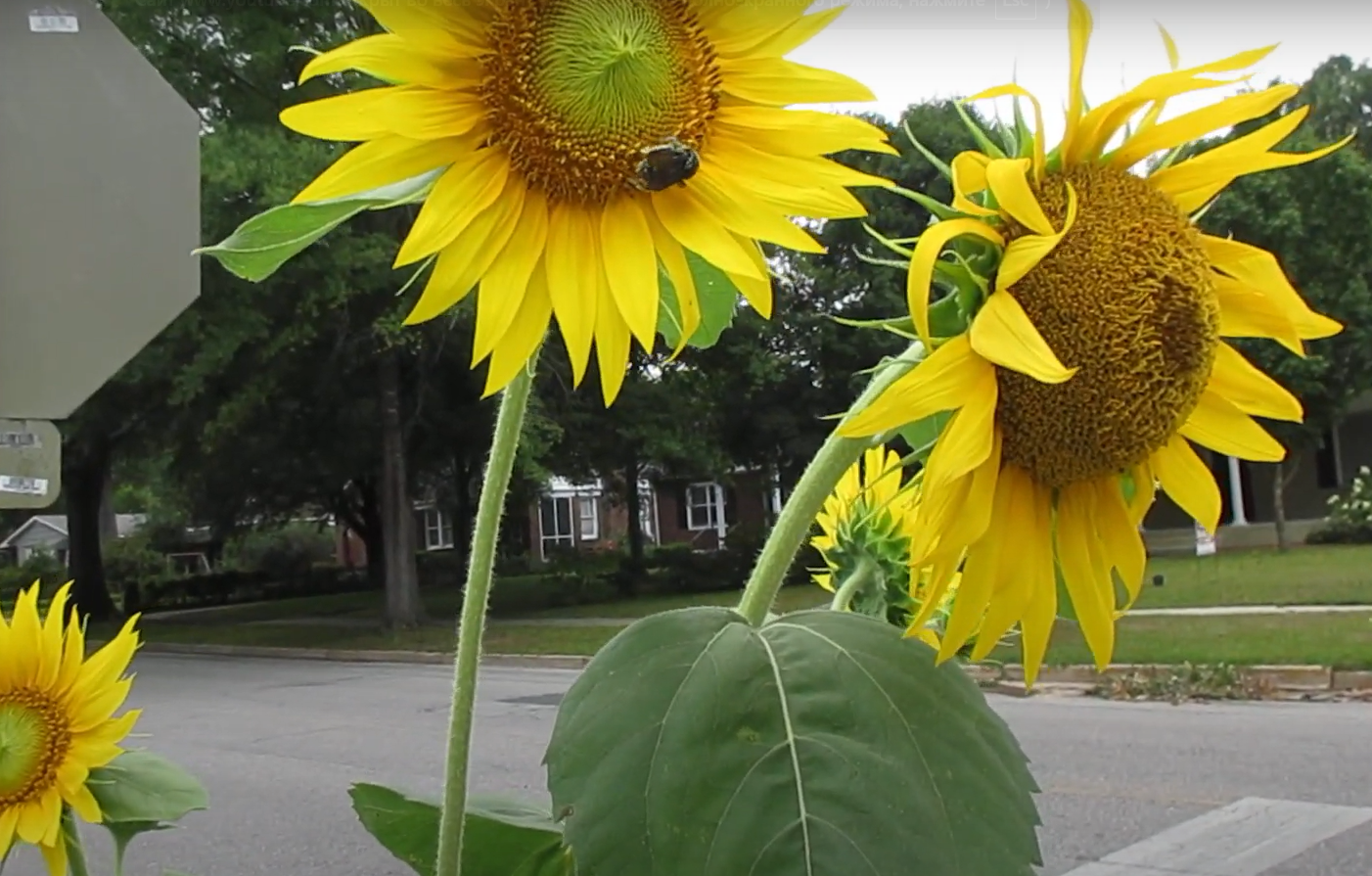 What Animals Eat Sunflowers? - GardenProfy