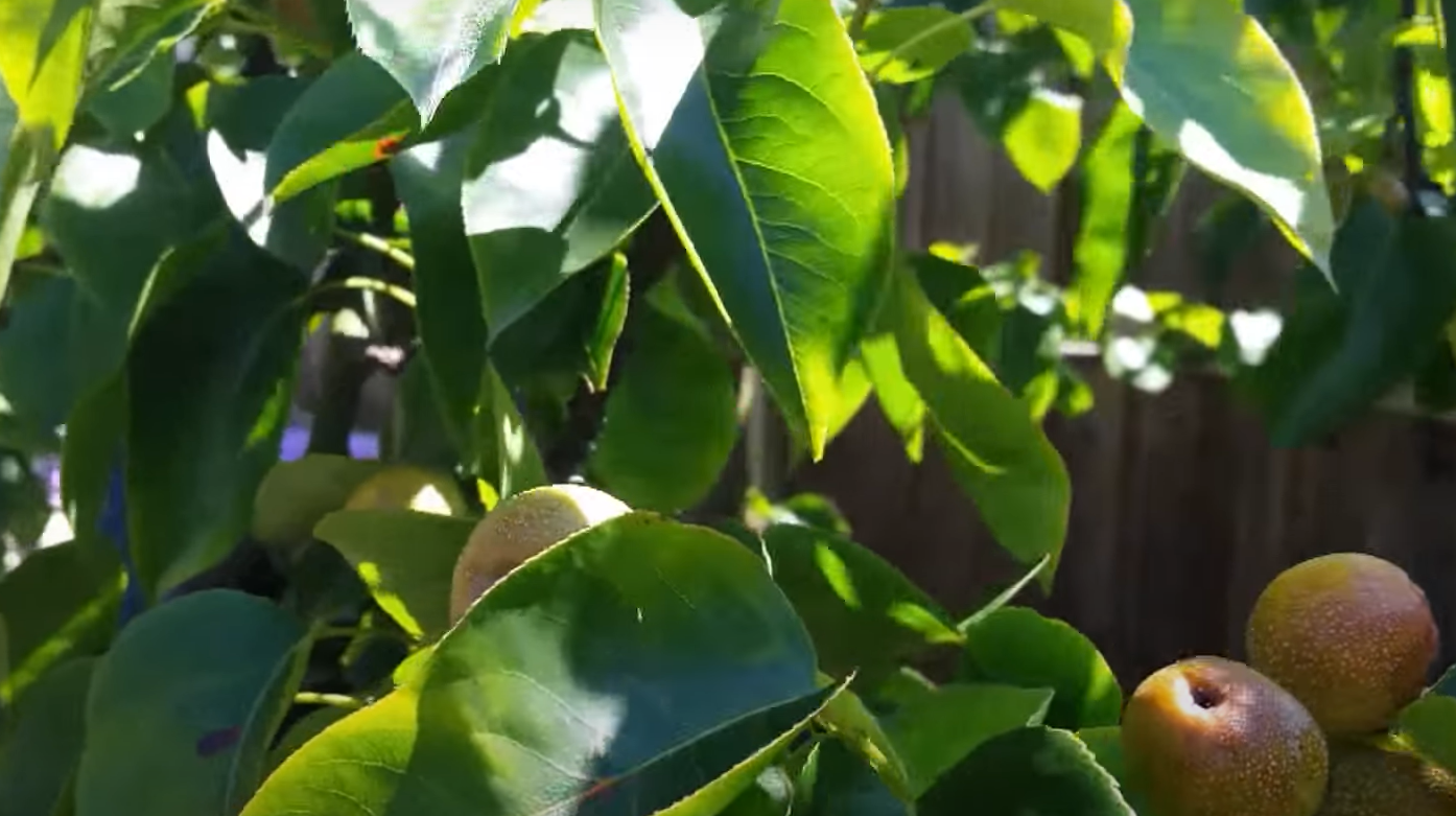 What Is Pear Apple Hybrid or Papple Fruit? - GardenProfy