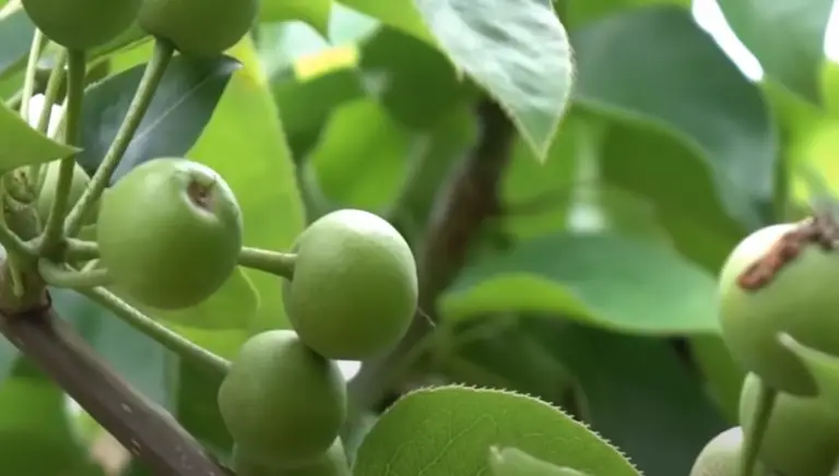 What Is Pear Apple Hybrid or Papple Fruit? - GardenProfy