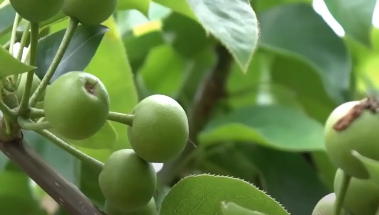 What Is Pear Apple Hybrid or Papple Fruit? - GardenProfy