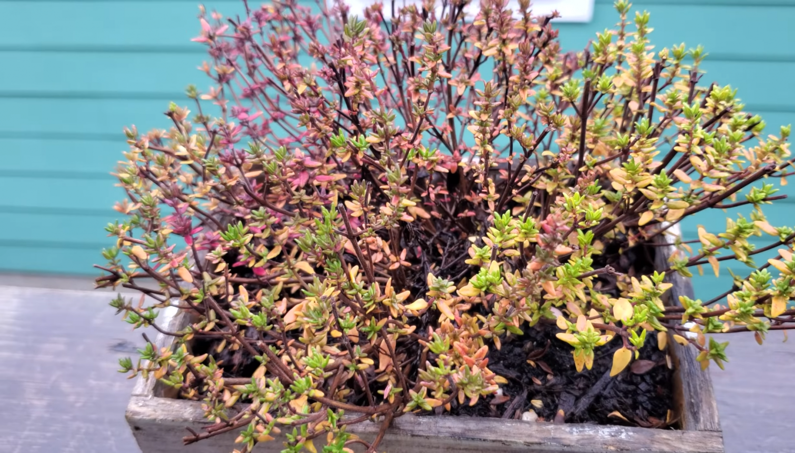 How to Grow Thyme From Cuttings? - GardenProfy
