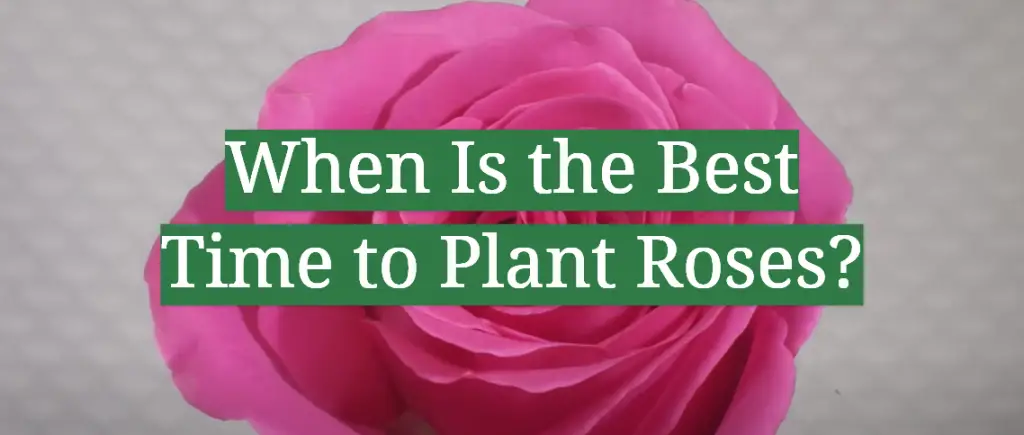 When Is the Best Time to Plant Roses? - GardenProfy
