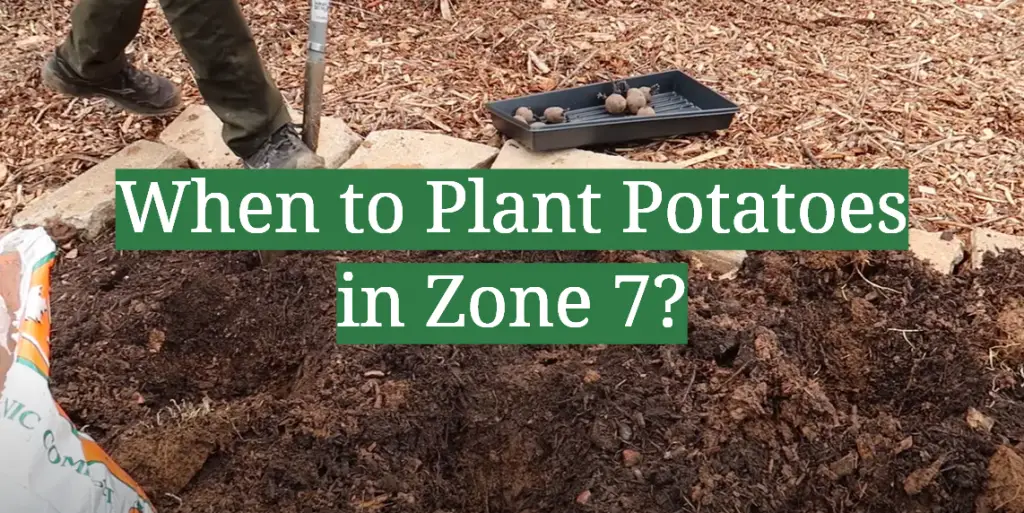 When To Plant Potatoes In Zone 7