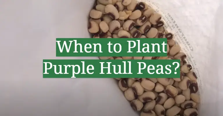 When to Plant Purple Hull Peas? - GardenProfy
