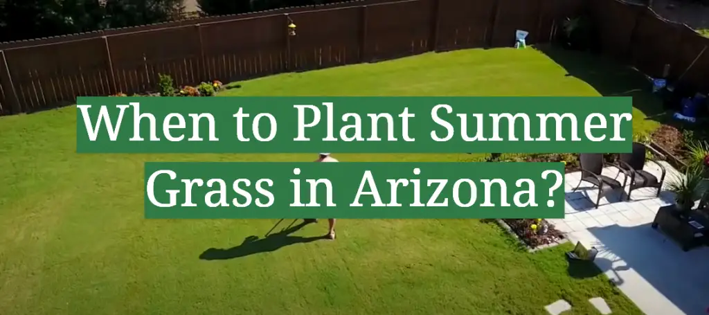 When to Plant Summer Grass in Arizona? - GardenProfy
