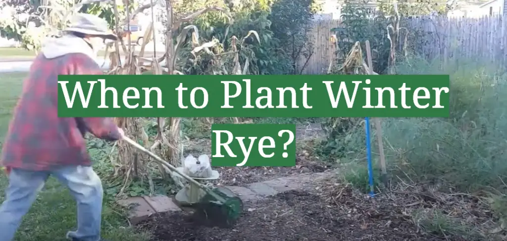 When to Plant Winter Rye? - GardenProfy