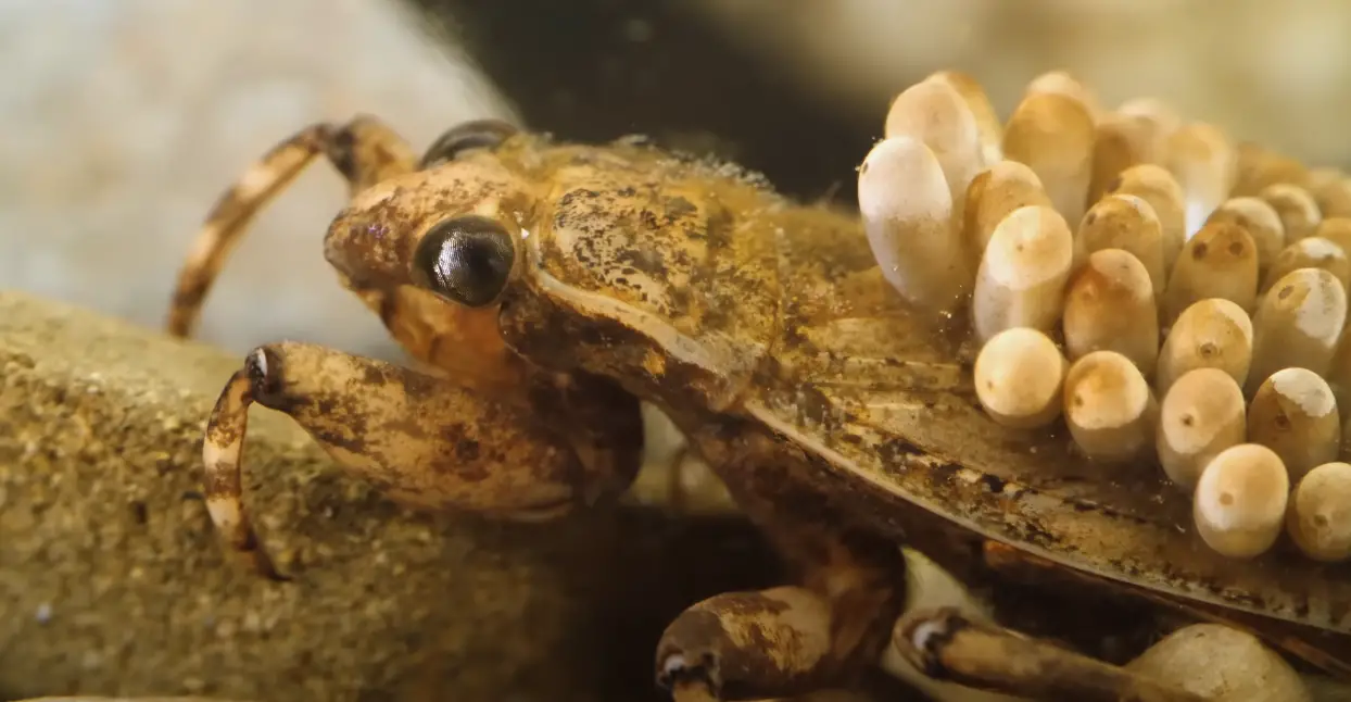 Why Do Water Bugs Come Out in the Summer? - GardenProfy