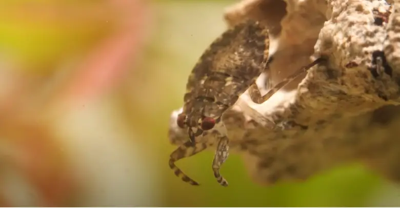 Why Do Water Bugs Come Out in the Summer? - GardenProfy