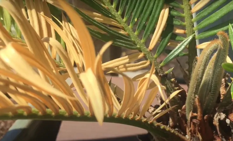 Why Is My Sago Palm Turning Yellow? - GardenProfy