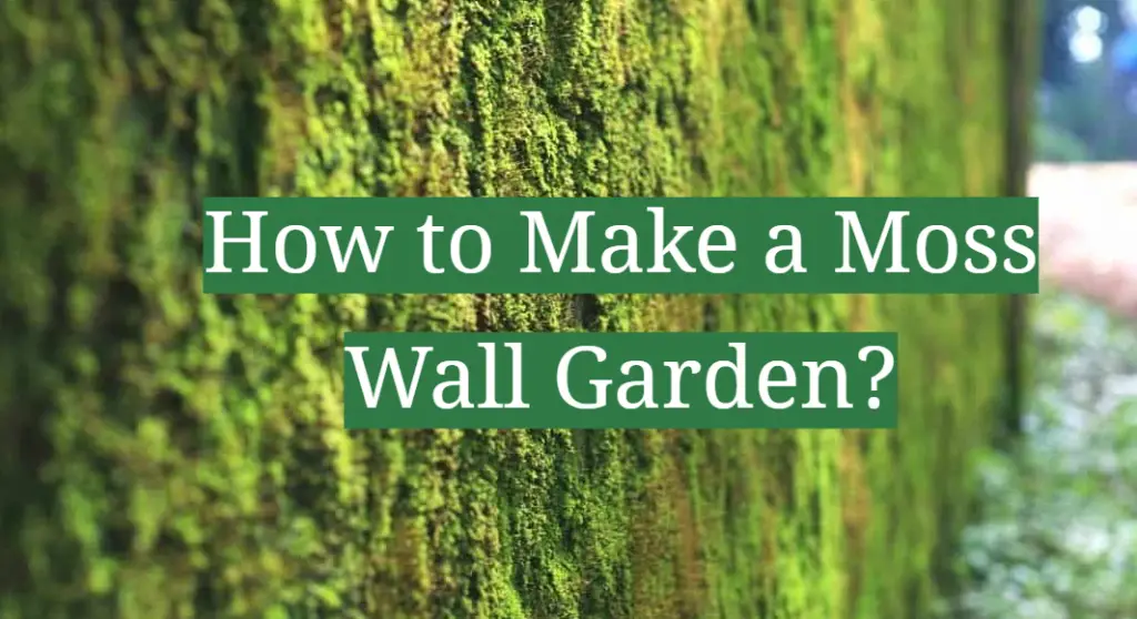 How to Make a Moss Wall Garden? - GardenProfy