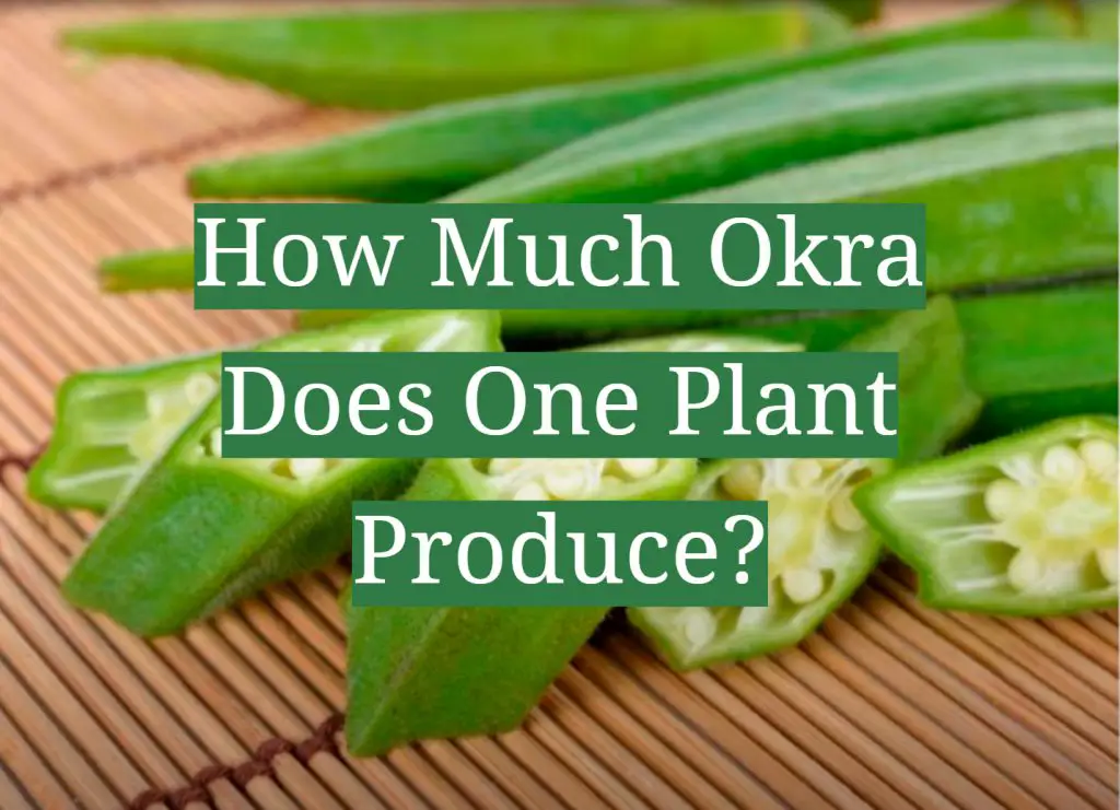 How Much Okra Does One Plant Produce? - GardenProfy